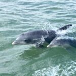 Private Historical Wildlife and Dolphin Cruise South Padre Island - The Historical and Cultural Narrative