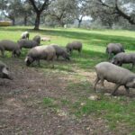 Private Iberian ham tour to the Sierra de Aracena - Authentic Experiences Based on Feedback