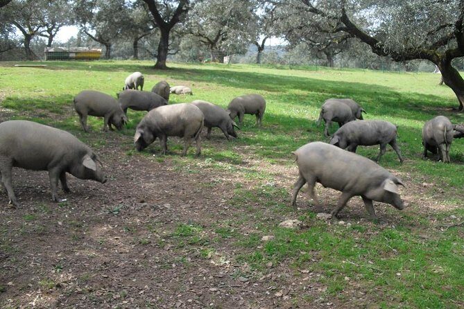 Private Iberian ham tour to the Sierra de Aracena - Authentic Experiences Based on Feedback