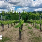 Private Irpinia Wine Tour from POSITANO, AMALFI or RAVELLO - What Makes This Tour Special