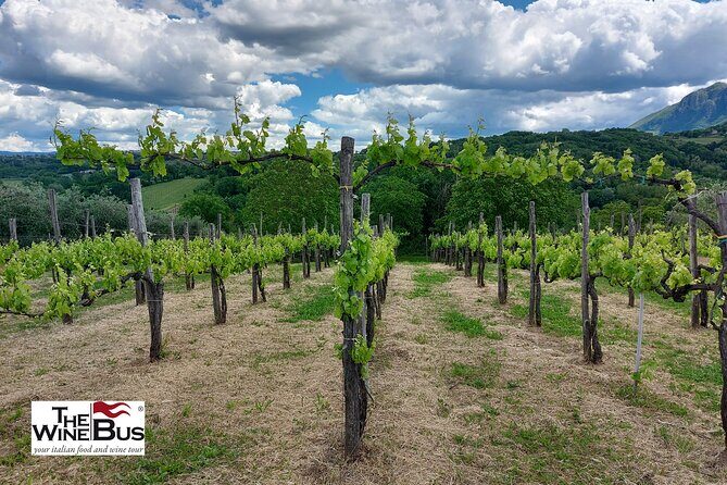 Private Irpinia Wine Tour from POSITANO, AMALFI or RAVELLO - What Makes This Tour Special