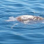 Private Island Eco Tours on a Private Boat from Shackleford Banks - Practical Considerations