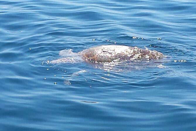 Private Island Eco Tours on a Private Boat from Shackleford Banks - Practical Considerations
