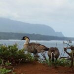 Private Kauai North Shore Tour - What’s Included and What’s Not?