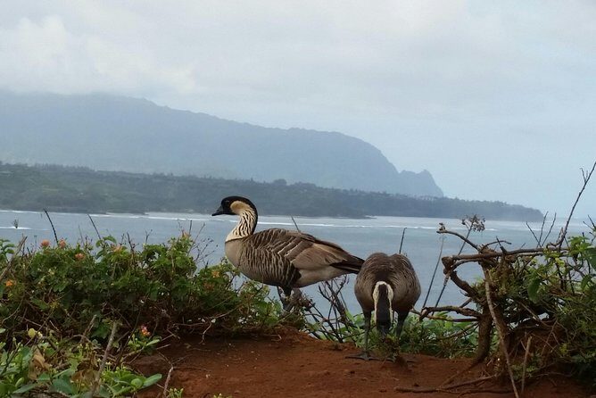 Private Kauai North Shore Tour - What’s Included and What’s Not?