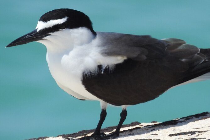 Private Key West National Wildlife Refuge Eco Trip - What Travelers Say
