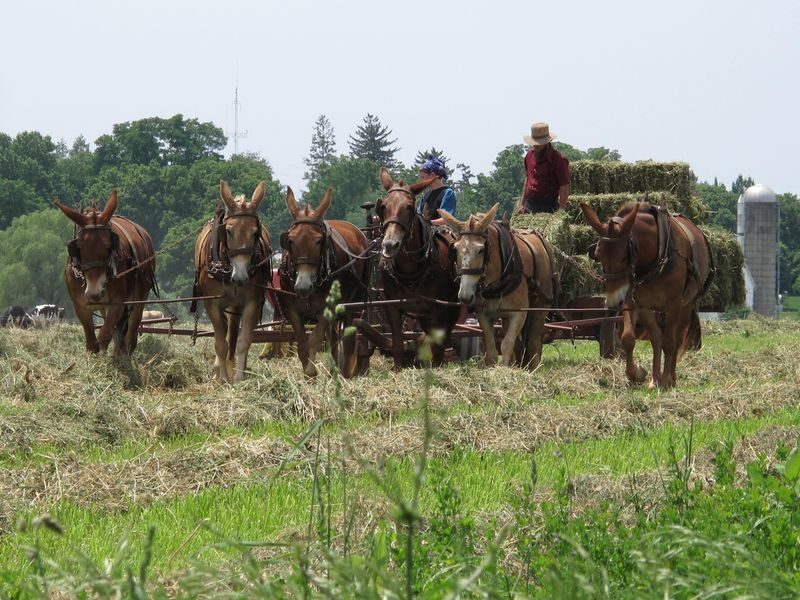 Private Lancaster County Amish Tour from Philadelphia - Who Should Consider This Tour?