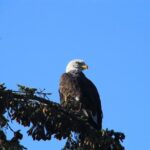Private luxury shore excursion Skagway, AK to Emerald Lake, Yukon. - Planning Your Day