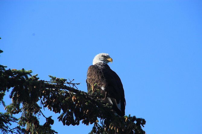 Private luxury shore excursion Skagway, AK to Emerald Lake, Yukon. - Planning Your Day