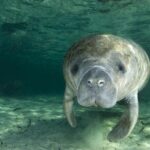 Private Manatee Swim for up to 6 with In-Water Divemaster/Photographer - Authenticity and Guide Expertise: Why It Matters