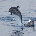 Private Marine Life Spotting - Dolphin watching EcoMarine Malta - Detailed Breakdown of the Itinerary