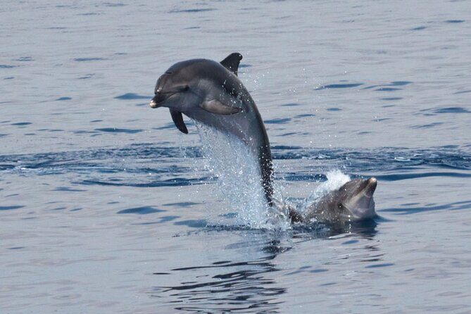 Private Marine Life Spotting - Dolphin watching EcoMarine Malta - Detailed Breakdown of the Itinerary