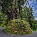 Private Maui Redwood Hiking Experience - Value and Price: Is It Worth It?