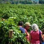 Private Montserrat with Wine Tasting Full Day Trip from Barcelona - Lunch and Additional Activities