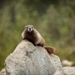 Private Mt Rainier National Park Day Trip from Seattle - FAQs About the Private Mt. Rainier Tour