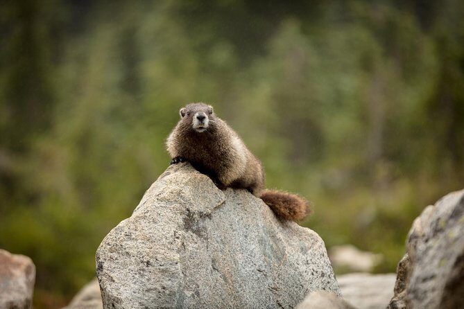 Private Mt Rainier National Park Day Trip from Seattle - FAQs About the Private Mt. Rainier Tour