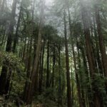 Private Muir Woods and Sausalito Half-Day Tour from San Francisco - An In-Depth Look at the Tour