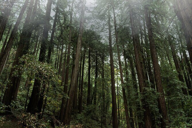 Private Muir Woods and Sausalito Half-Day Tour from San Francisco - An In-Depth Look at the Tour