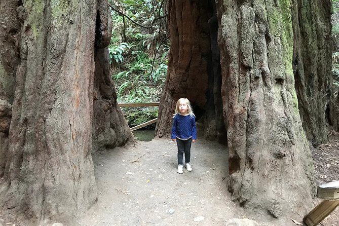 Private Muir Woods and Sausalito Half Day Tour - The Value of a Private Tour