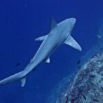 Private Niihau Scenic Snorkel - What Past Participants Say