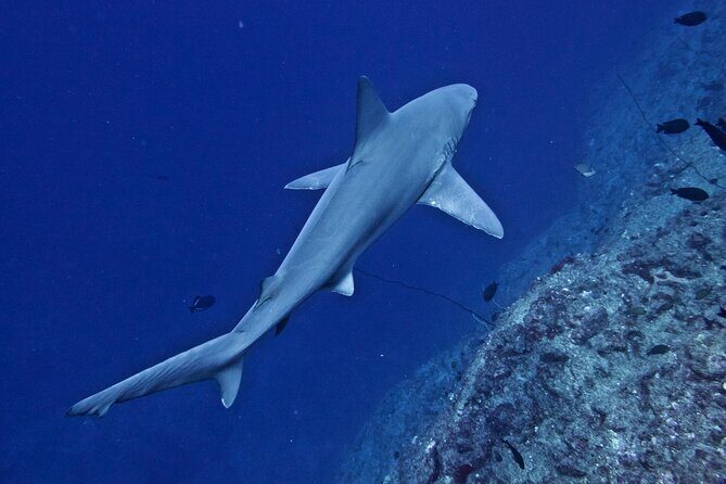 Private Niihau Scenic Snorkel - What Past Participants Say