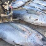 Private Offshore Fishing Charter from Port Aransas - Analyzing the Value and Pricing