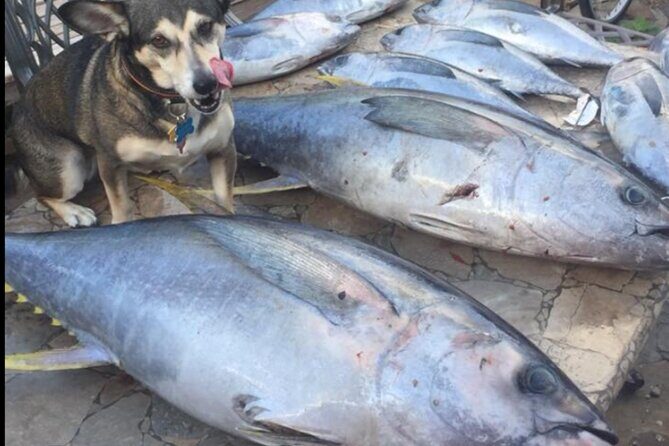 Private Offshore Fishing Charter from Port Aransas - Analyzing the Value and Pricing