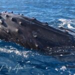 Private Paddleboard (SUP) Whale Watch: All Skill Levels Welcome - What to Expect During the Tour