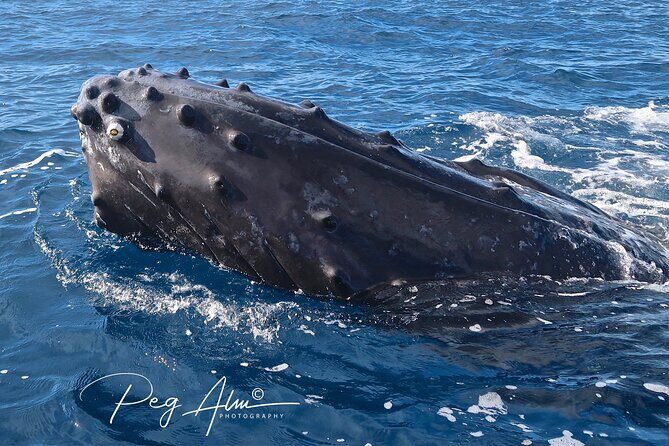 Private Paddleboard (SUP) Whale Watch: All Skill Levels Welcome - What to Expect During the Tour
