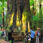 Private Redwoods Tour & Beach Horseback Riding Experience from San Francisco - Final Thoughts: Who Should Consider This Tour?