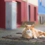 Private Reykjavik Cat Walking Tour - Final Thoughts: Who Will Love This Tour?