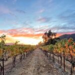 Private Santa Barbara Wine Country Vineyards & Villages Tour - The Value of a Private, Tailored Experience
