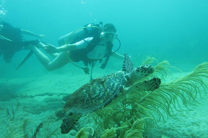 Private Scuba Diving Expert-Led Excursion Training with Tour - An In-Depth Look at This Unique Scuba Experience