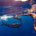 Private Shark Dive, Oahu, Hawaii (6 Guest) - What to Expect During the Tour
