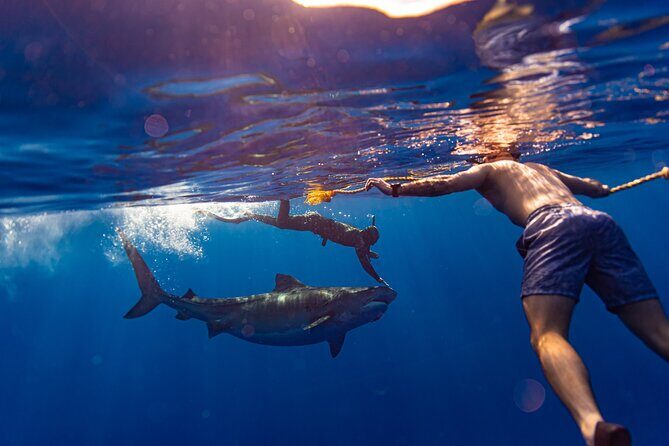 Private Shark Dive, Oahu, Hawaii (6 Guest) - What to Expect During the Tour