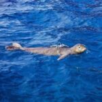 Private Snorkel Tour 3 Hrs 1 stop from Kaanapali Beach - The Realities of the Experience: Pros and Cons
