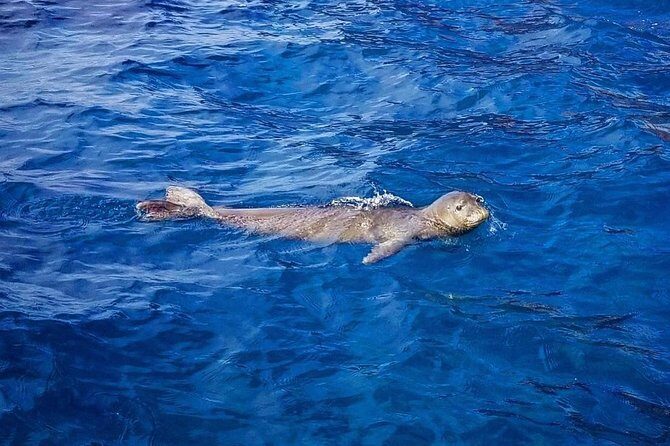 Private Snorkel Tour 3 Hrs 1 stop from Kaanapali Beach - The Realities of the Experience: Pros and Cons