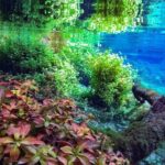 Private Snorkeling Expedition in the Florida Springs - The Itinerary Detailed