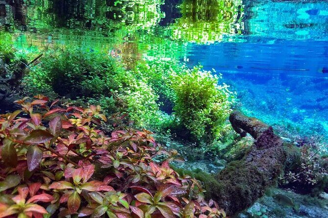 Private Snorkeling Expedition in the Florida Springs - The Itinerary Detailed