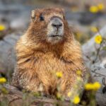 Private Snowshoe Tour in Rocky Mountain National Park (seasonal) - Key Points