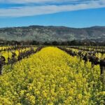 Private Sprinter Tour of Napa Valley - Who Will Love This Tour?