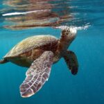 Private Stand Up Paddling Lesson in Makena - Who Should Consider This Tour?