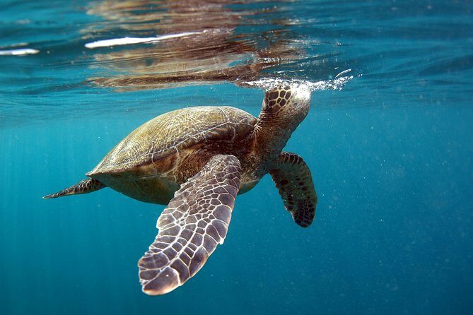 Private Stand Up Paddling Lesson in Makena - Who Should Consider This Tour?