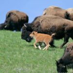 Private Sunrise Wildlife Adventure Into Yellowstone Lamar Valley - The Sum Up: Is this Tour Worth It?
