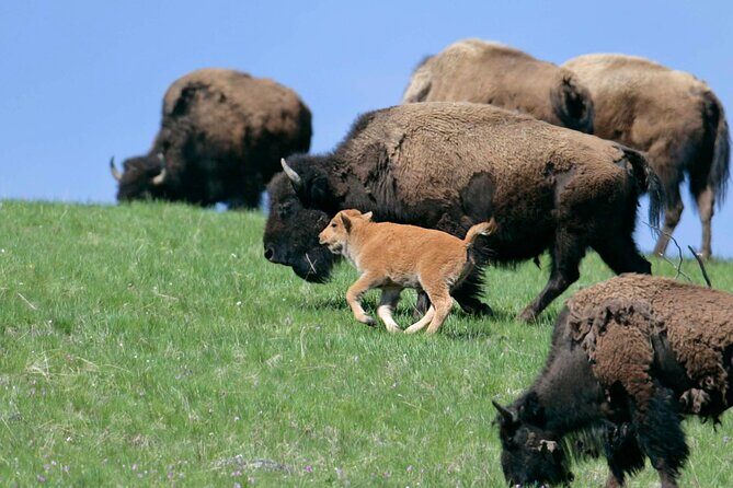 Private Sunrise Wildlife Adventure Into Yellowstone Lamar Valley - The Sum Up: Is this Tour Worth It?
