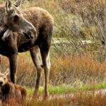 Private Sunset 4-Hour Grand Teton Wildlife Adventure - The Itinerary and What to Expect