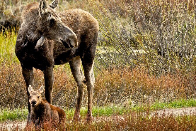 Private Sunset 4-Hour Grand Teton Wildlife Adventure - The Itinerary and What to Expect