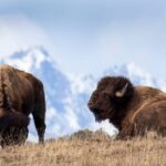 Private Sunset Safari of Grand Teton National Park - Who Should Consider This Tour?