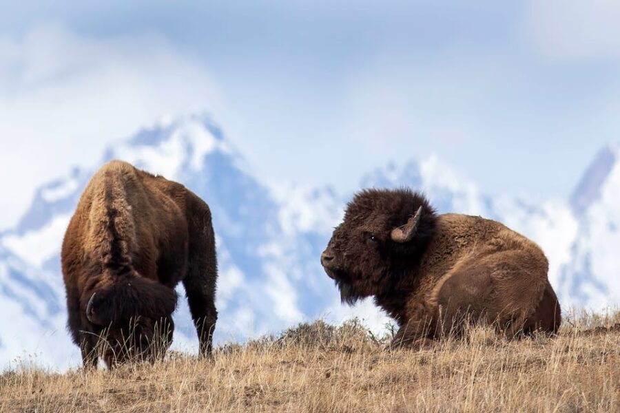 Private Sunset Safari of Grand Teton National Park - Who Should Consider This Tour?