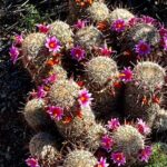 Private Sunset Walking Tour -Sonoran Desert Botanical Gardens 2h - Practical Details and What to Expect